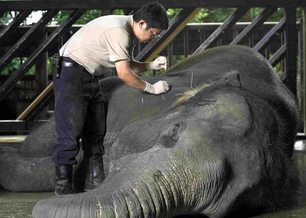 Animals Love Acupuncture Too! - Fine Balance Acupuncture: Columbus, OH